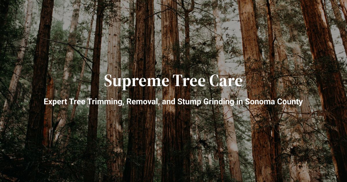 Supreme Tree Care | Expert Tree Trimming, Removal, and Stump Grinding ...
